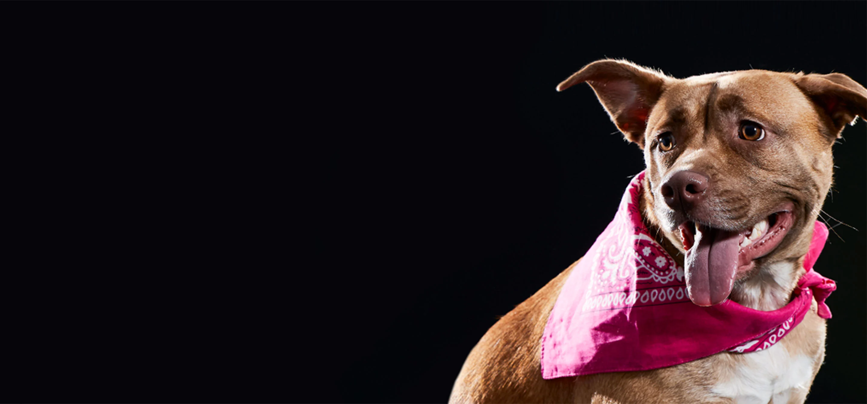 Product Categories | Midmark Animal Health